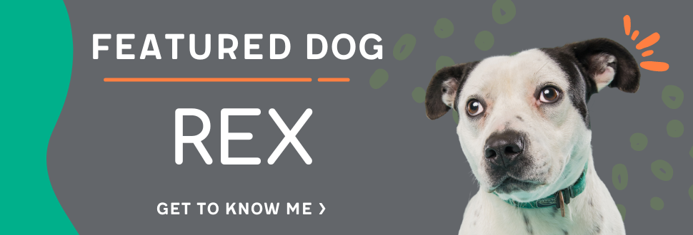 Home Page | Erie Humane Society