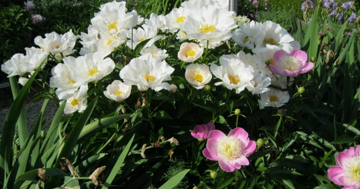 Initiate an Estate Gift | Bradford House