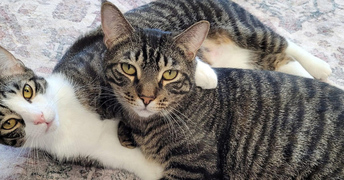 Nose 2 Tail Cat Rescue | Community Snapshot