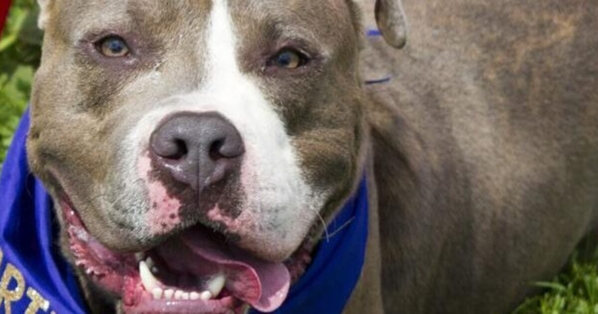 Angel Ridge Animal Rescue | Community Snapshot