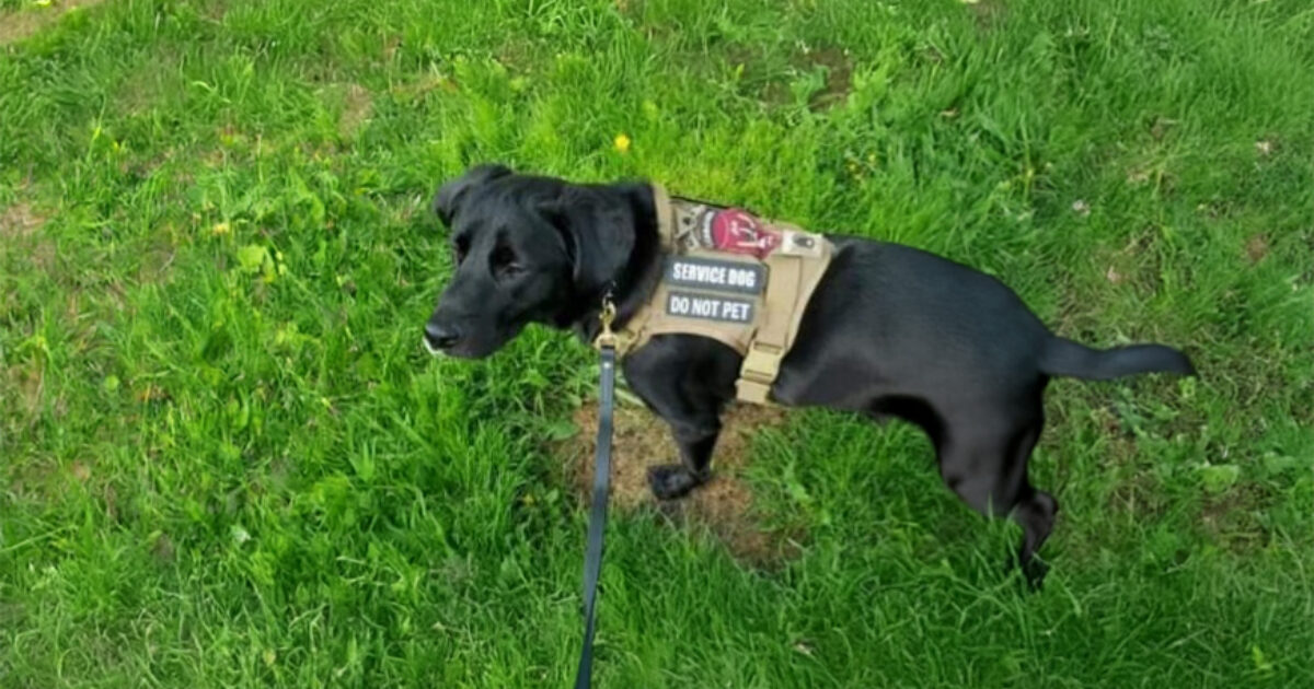 Angels Journey Home Animal Rescue | Community Snapshot