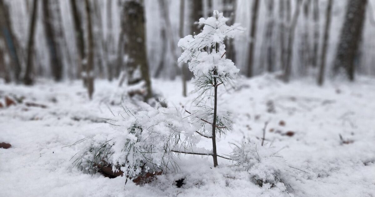 3-20-2024! | FORECON Inc.