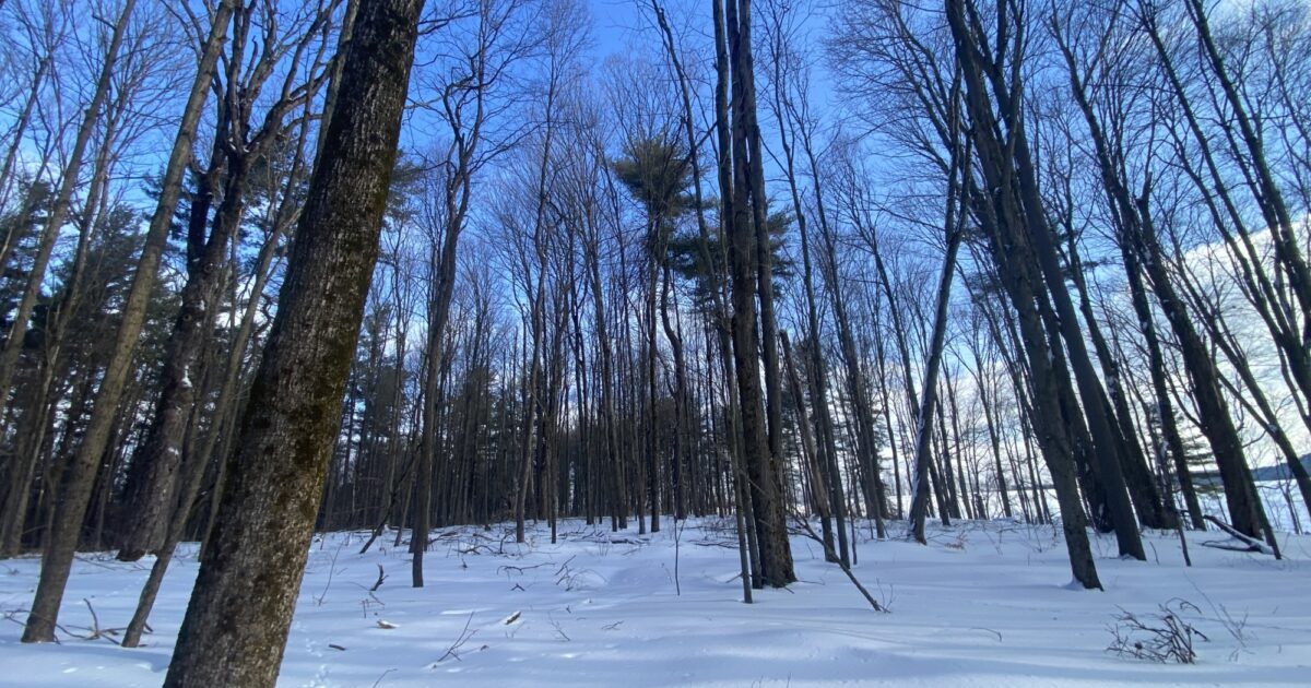 Good Bidding Results Reflect Good Markets | FORECON Inc.