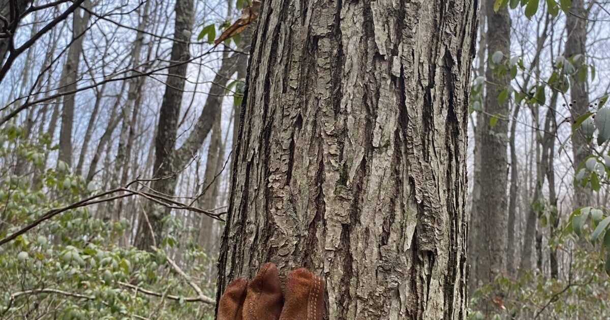 A Rare American Chestnut (Castanea dentata) | FORECON Inc.