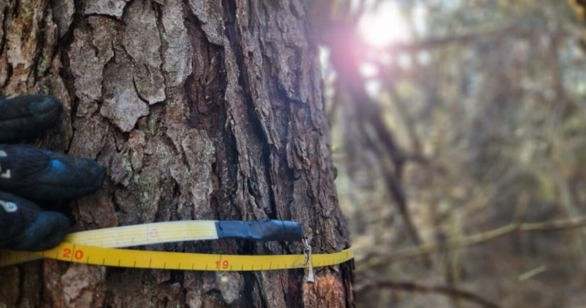 From the Field: FORECON Tree Marking | FORECON Inc.