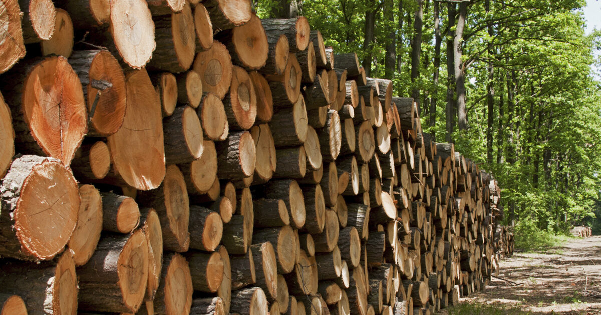 December 2015 Timber Markets | FORECON Inc.