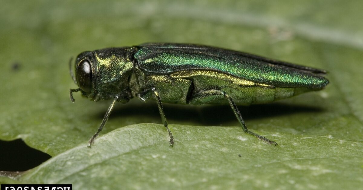 Emerald Ash Borer: Biological Control | FORECON Inc.