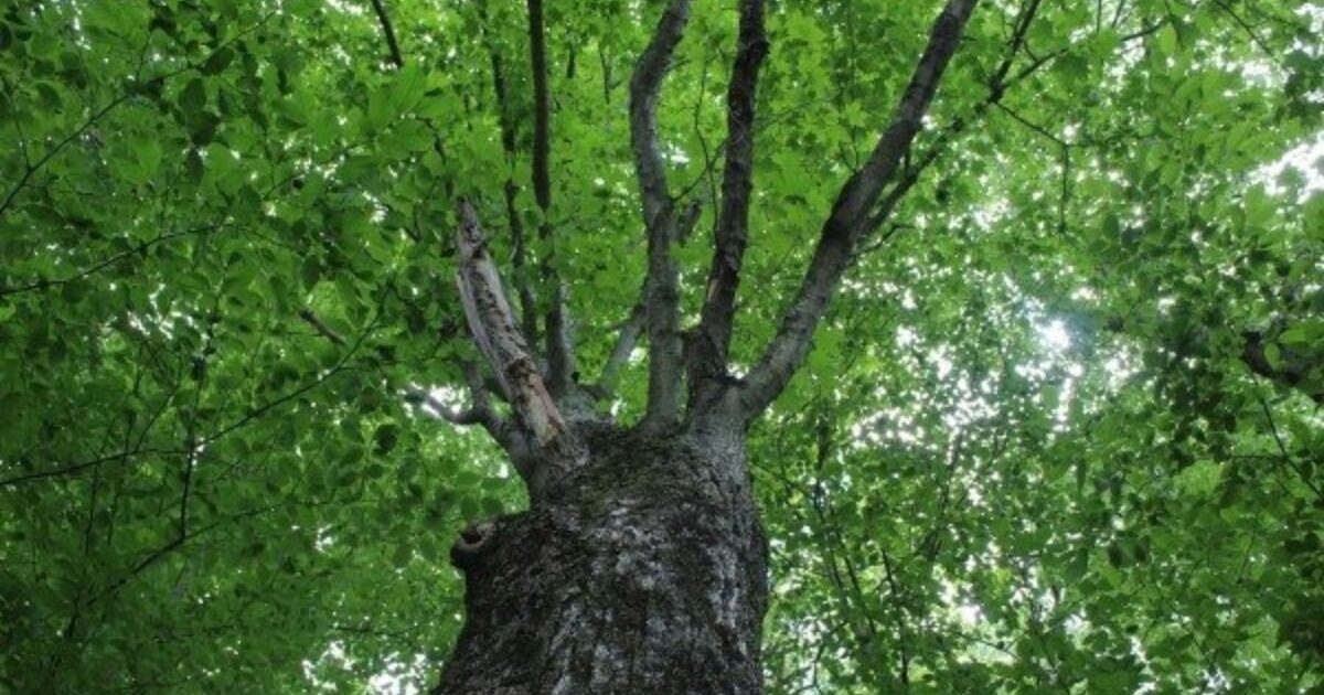 Vietnam’s Emergence as a Significant Consumer of US… | FORECON Inc.