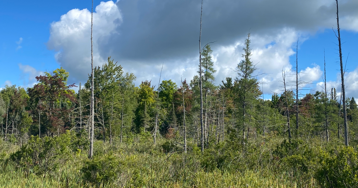 Fall color already? Really? | FORECON Inc.