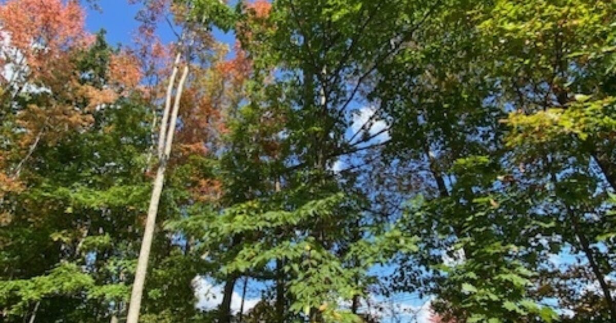 An Uncommonly-Healthy American Chestnut | FORECON Inc.