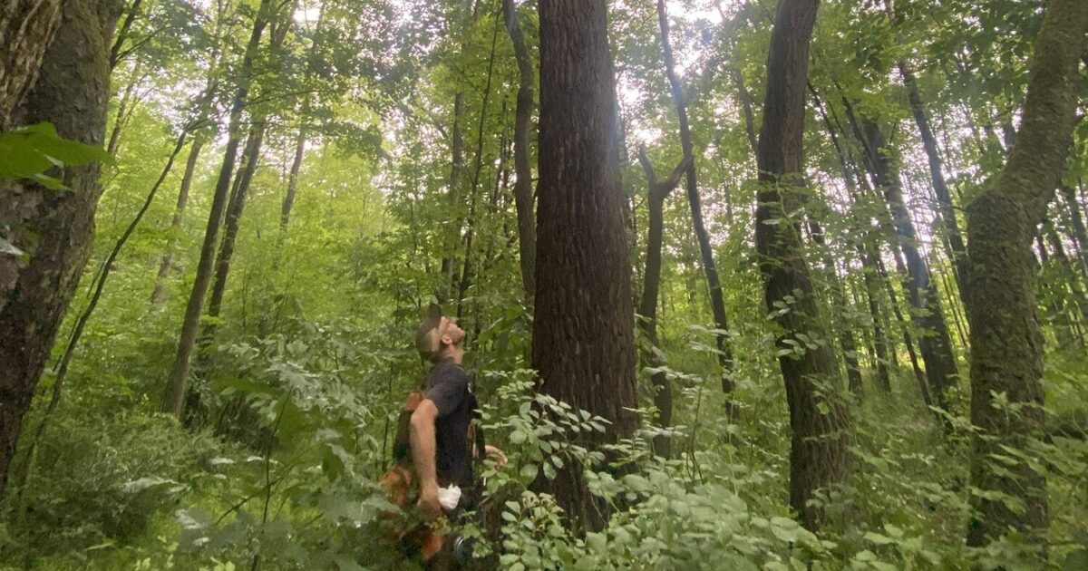 Timber Stand Improvement | FORECON Inc.