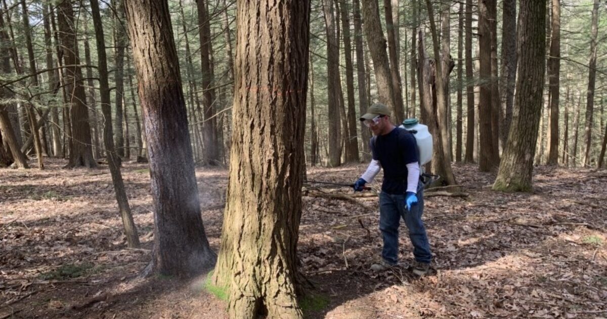 What’s the White Stuff on Hemlock Branches and Needles? | FORECON Inc.