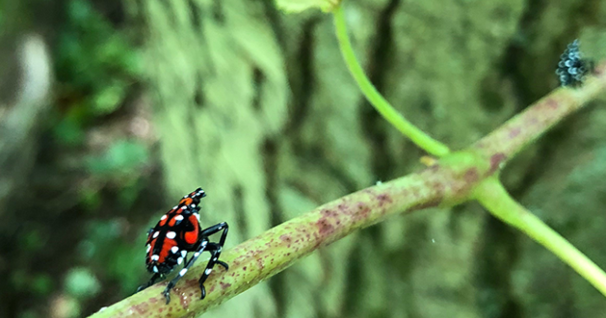 April is Invasive Species Awareness Month | FORECON Inc.