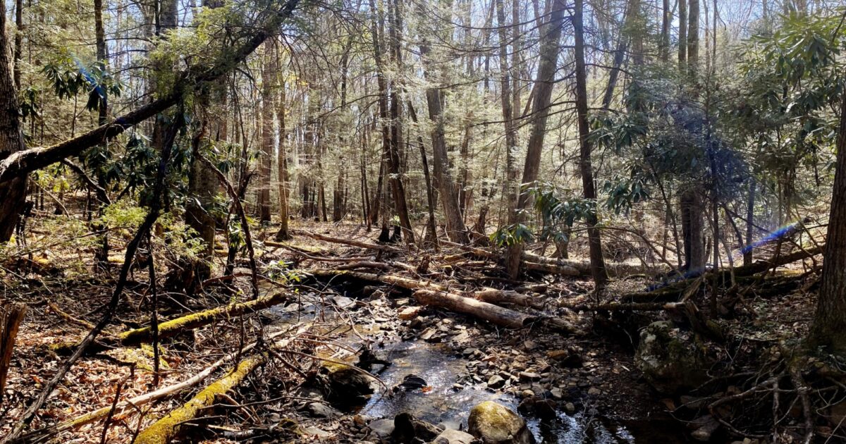 Look Closely. Who Can You Find? | FORECON Inc.