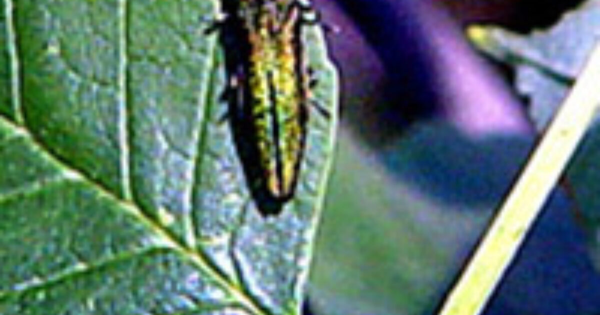 Invasive Species Damage Trees in Urban and Private… | FORECON Inc.