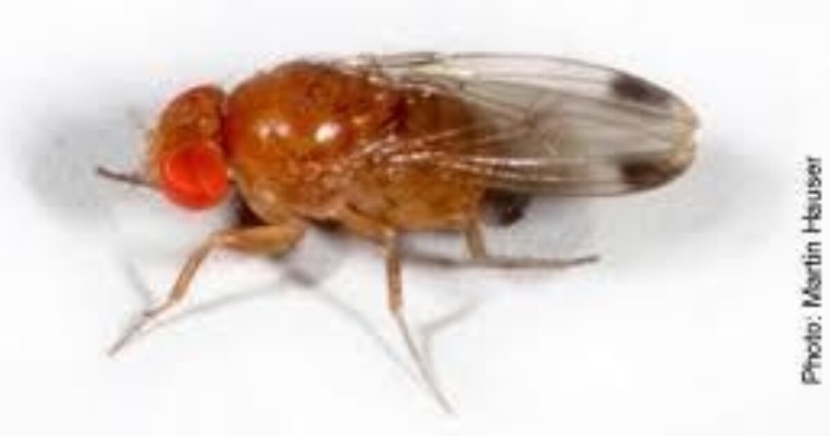Pennsylvania Insect and Disease Update: Spotted-winged… | FORECON Inc.