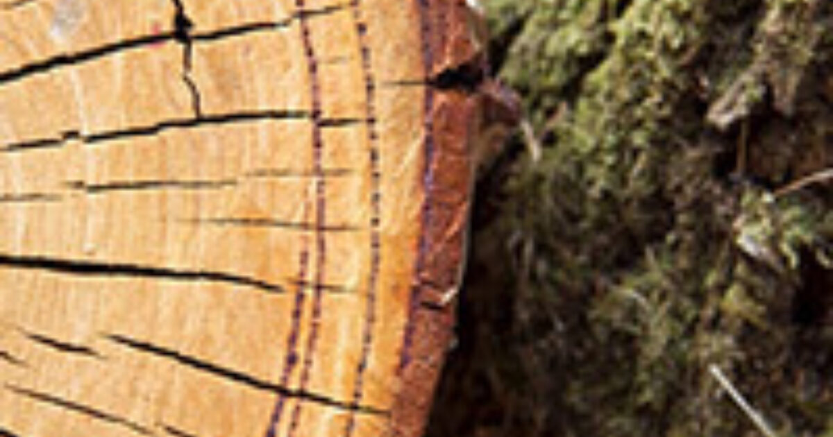 Stumpage Defined | FORECON Inc.