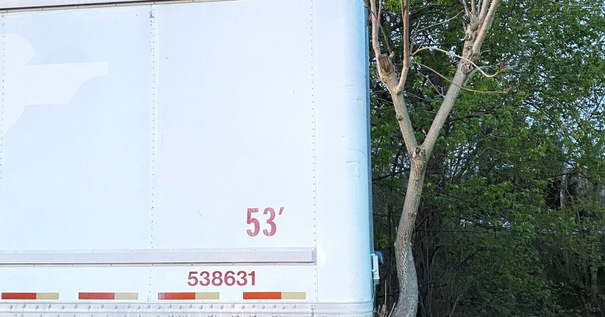 Pesky and Persistent — Tree of Heaven ( Ailanthus… | FORECON Inc.