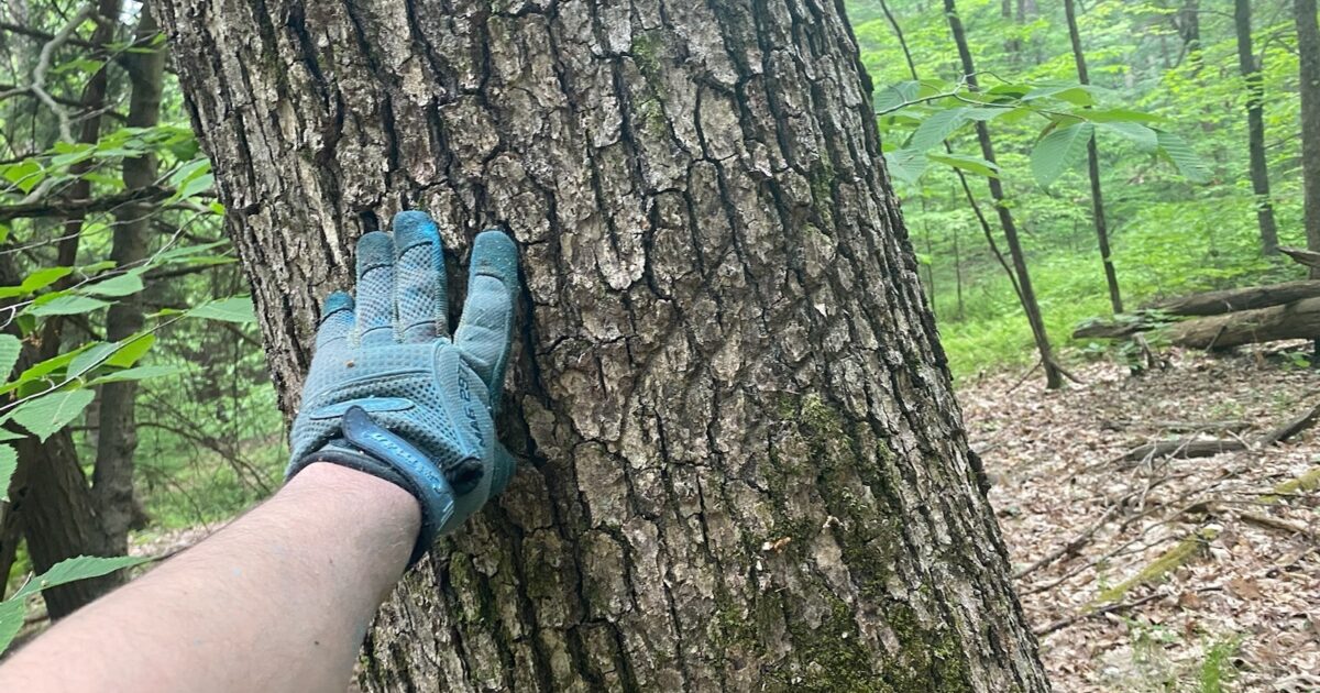 Quercus alba (White Oak) | FORECON Inc.