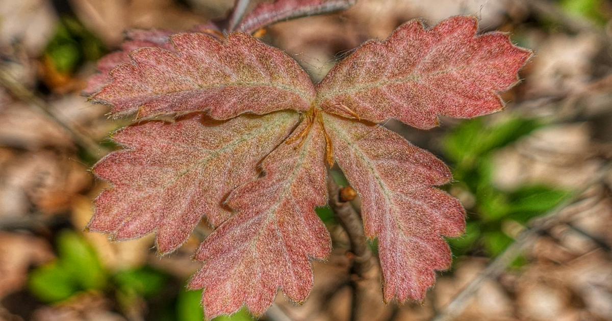 From the Field: White oak regeneration | FORECON Inc.