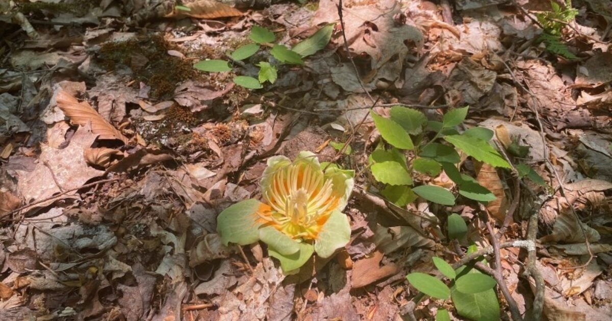 One of early June’s wonders. | FORECON Inc.