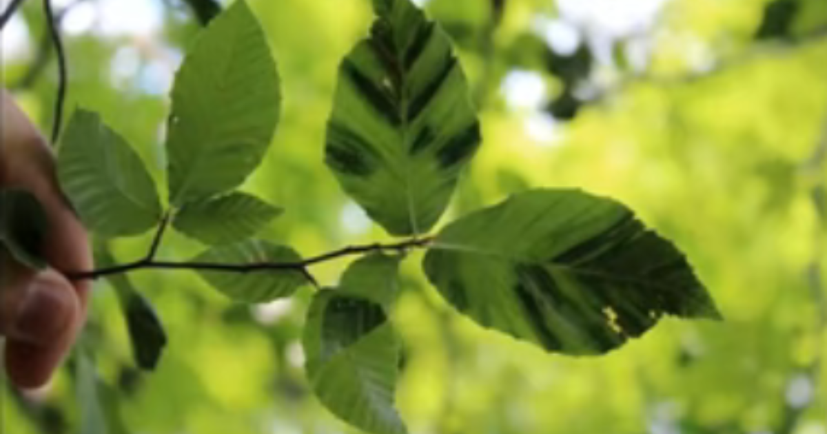 New Disease Killing American Beech Trees | FORECON Inc.