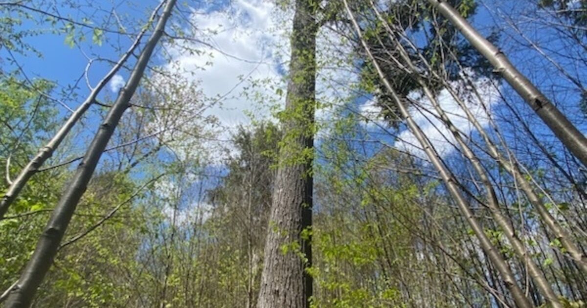 From the Field: Majestic Eastern hemlock (Tsuga… | FORECON Inc.