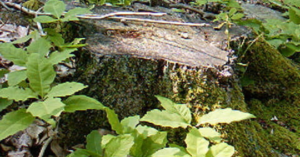 Trees Helping Trees | FORECON Inc.