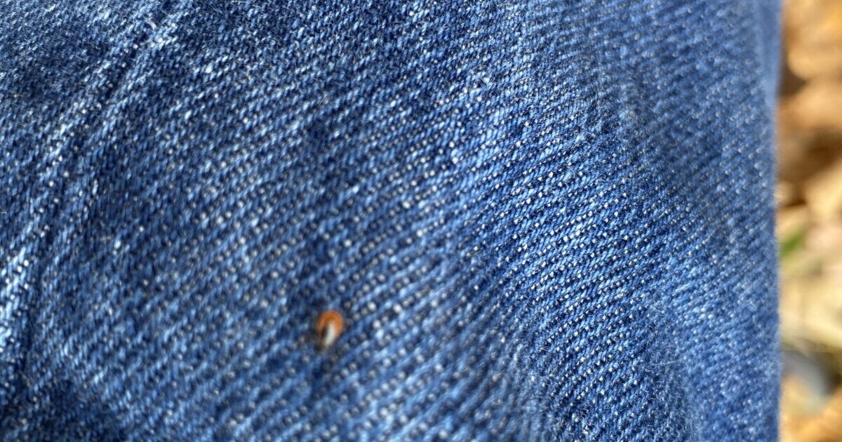 Sharpening Your Outdoor Toolkit: Tick Awareness —… | FORECON Inc.