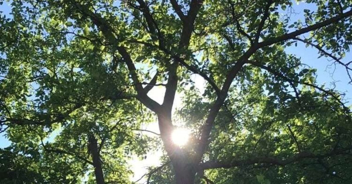 We Like Trees – Stocks, Maybe Not So Much (at least… | FORECON Inc.