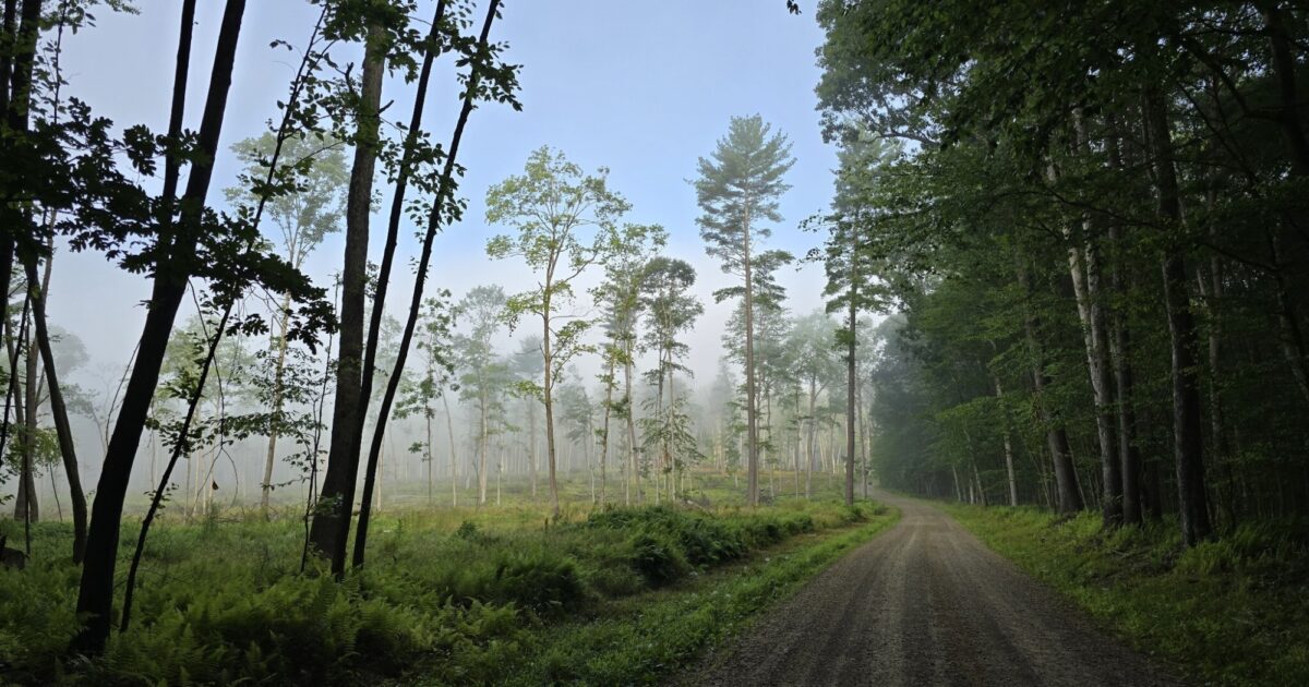 Forest Management | FORECON Inc.