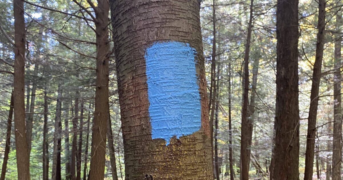 Timber Security | FORECON Inc.