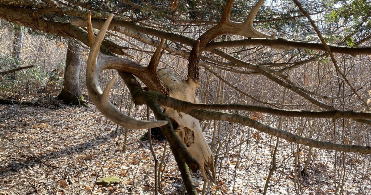 HuntLease | FORECON Inc.