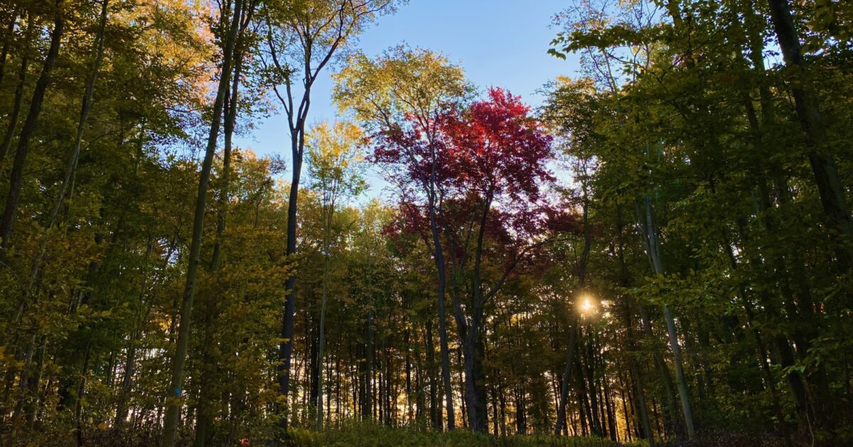 Acquisition Due Diligence | FORECON Inc.